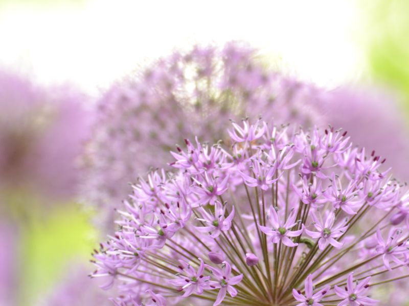 Purple Puff | Smithsonian Photo Contest | Smithsonian Magazine