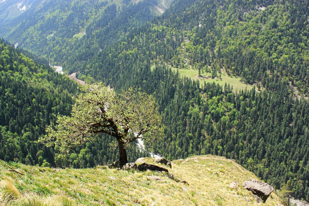 lone tree | Smithsonian Photo Contest | Smithsonian Magazine