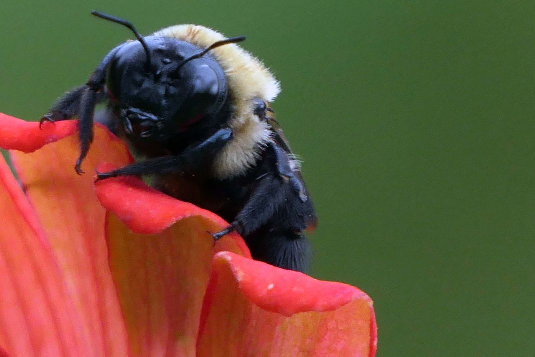 Close up of a bee | Smithsonian Photo Contest | Smithsonian Magazine