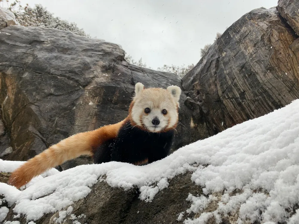 red panda snow
