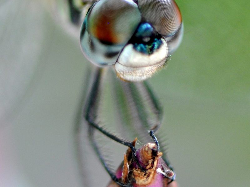 Through the eye of a dragonfly | Smithsonian Photo Contest ...