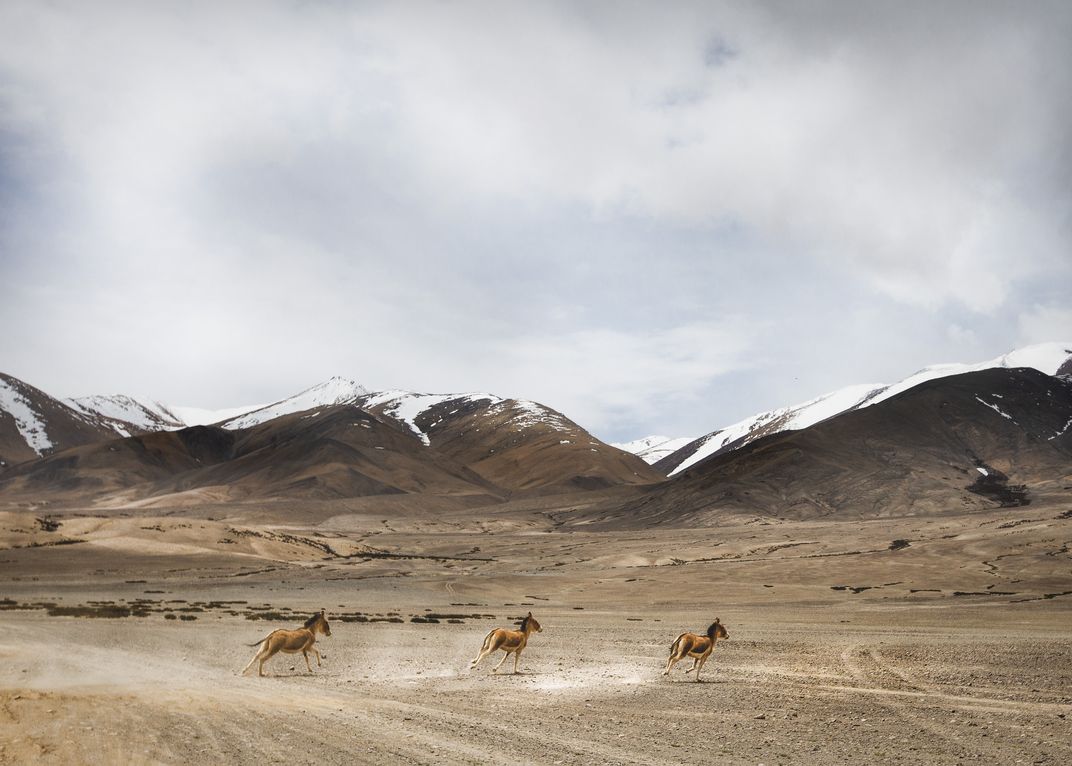 Kiang : A work of art. | Smithsonian Photo Contest | Smithsonian Magazine