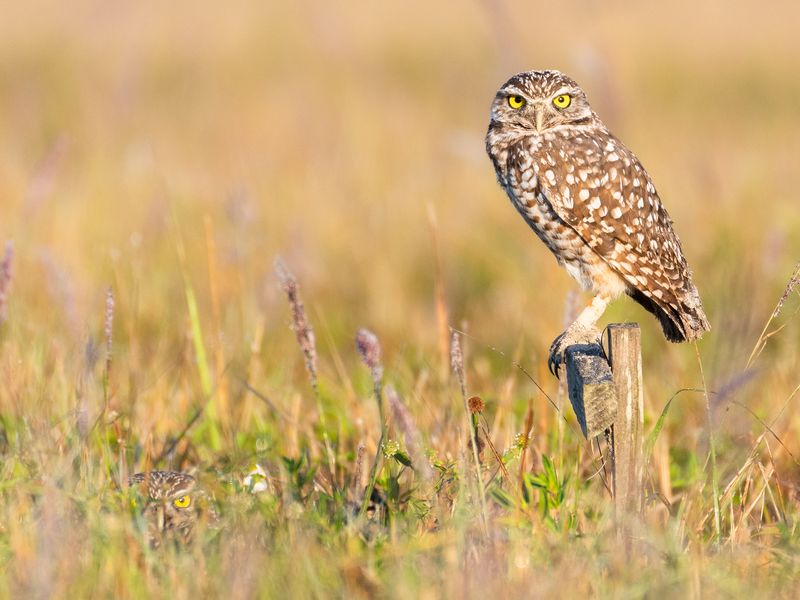 Burrowing Owls on the Prowl | Smithsonian Photo Contest | Smithsonian ...