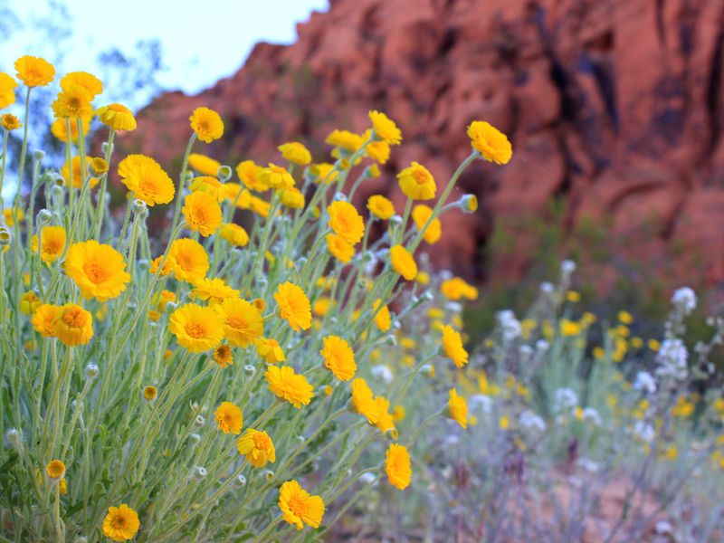 Desert Flora | Smithsonian Photo Contest | Smithsonian Magazine