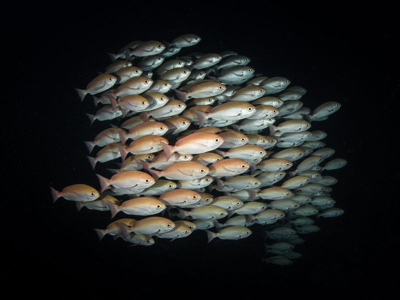 A school of pink fish | Smithsonian Photo Contest | Smithsonian Magazine