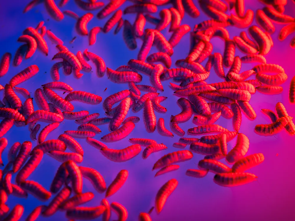 how do animals get maggots