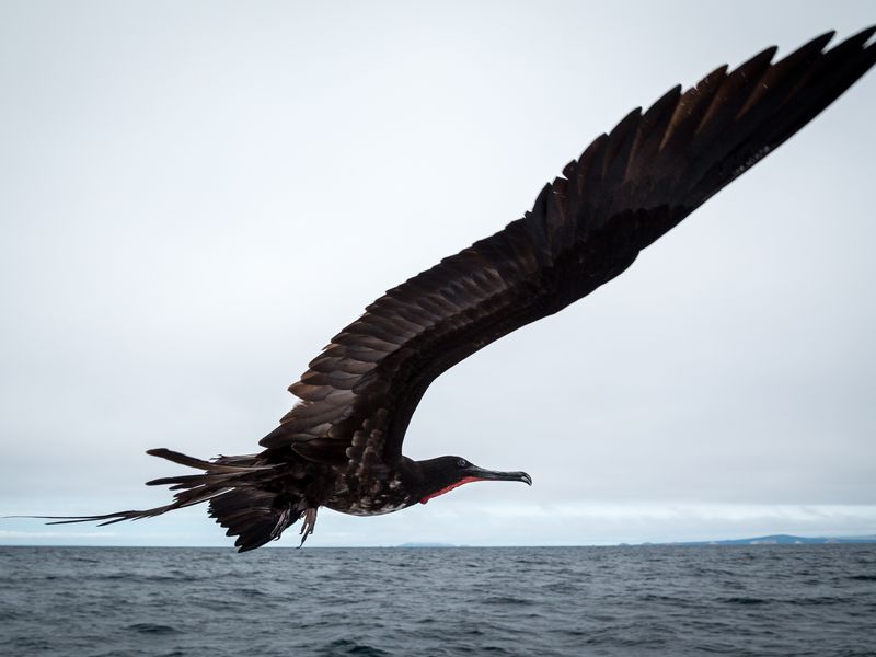 Frigatebird flying port side | Smithsonian Photo Contest | Smithsonian ...