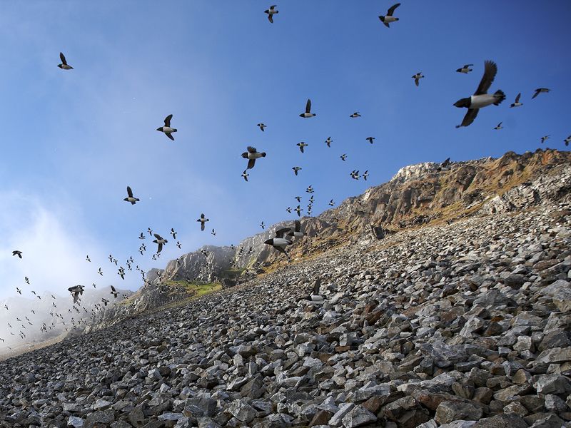 Little auk colony on a massive scree slope, Ingeborgfjellet, Svalbard ...