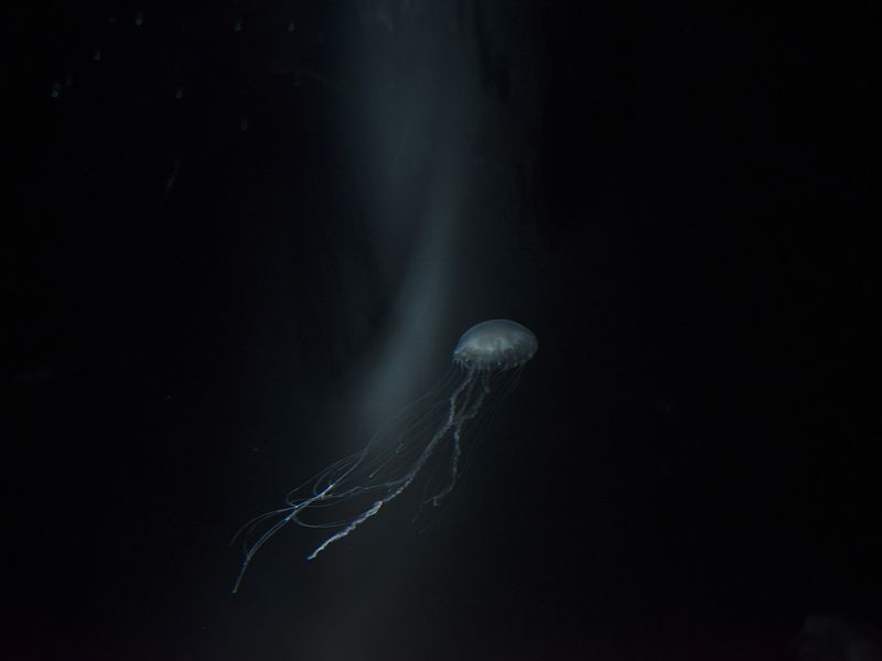 JELLYFISH IN JAPAN | Smithsonian Photo Contest | Smithsonian Magazine