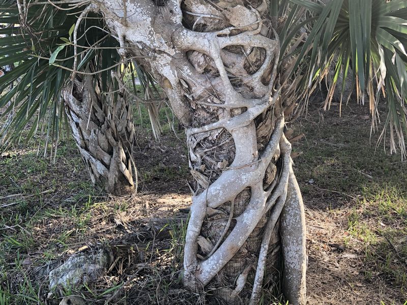 Strangler Fig | Smithsonian Photo Contest | Smithsonian Magazine