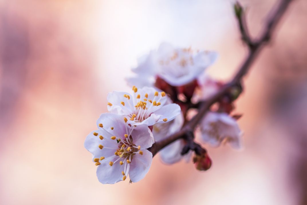 April blossom | Smithsonian Photo Contest | Smithsonian Magazine