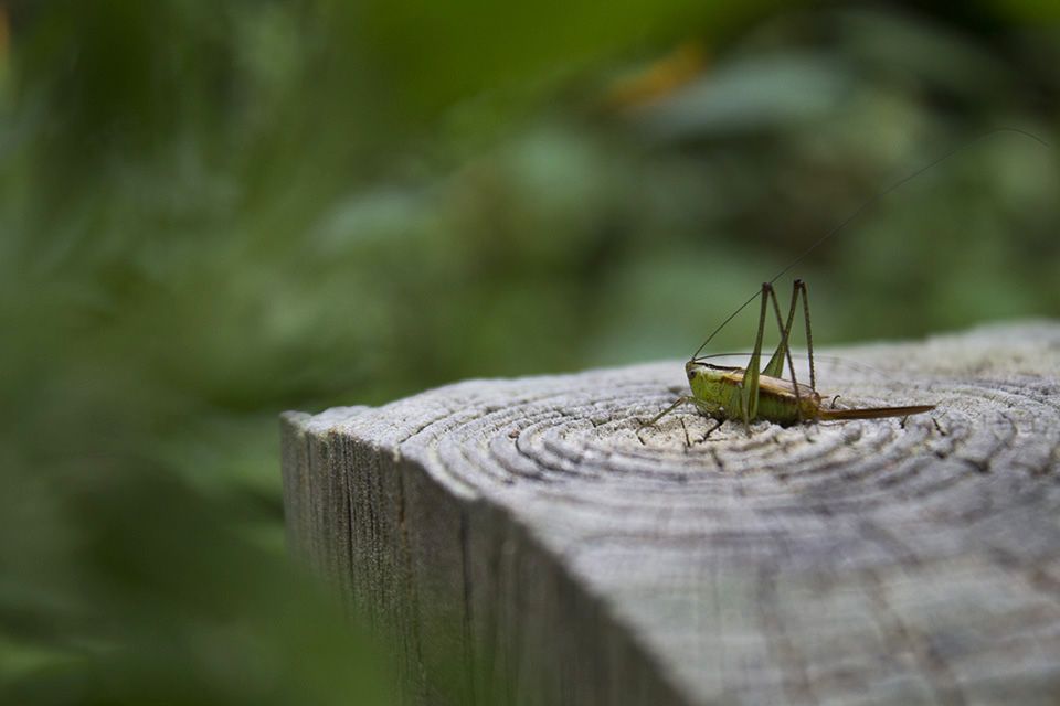 Came upon this grasshopper while walking in the park. | Smithsonian ...