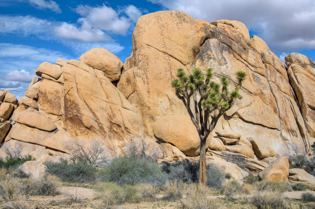 Solo Joshua Tree | Smithsonian Photo Contest | Smithsonian Magazine
