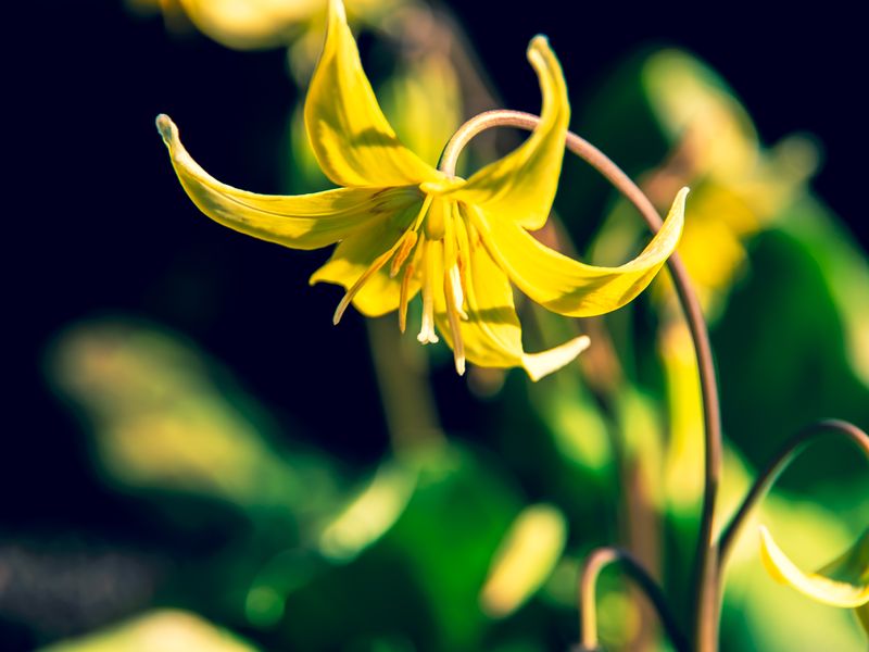 Tiny yellow lily | Smithsonian Photo Contest | Smithsonian Magazine