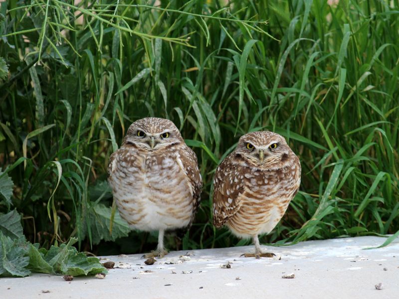 Nesting young Burrowing Owls | Smithsonian Photo Contest | Smithsonian ...