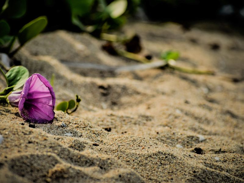 a flower in the beach | Smithsonian Photo Contest | Smithsonian Magazine