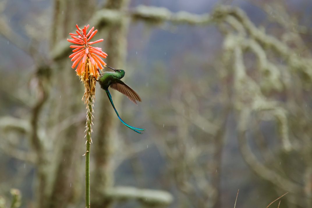 Kolibri in the rain | Smithsonian Photo Contest | Smithsonian Magazine