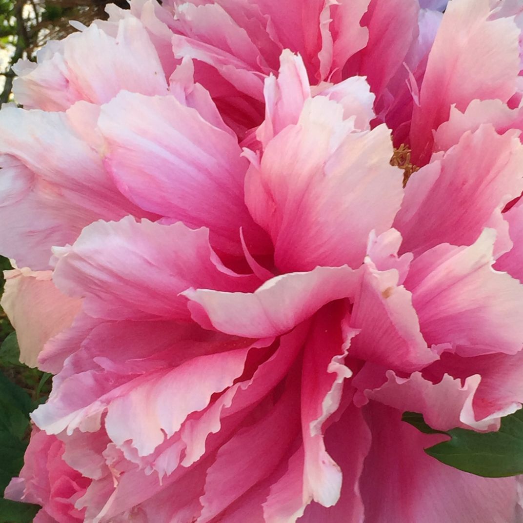 Floral Rhapsody | Smithsonian Photo Contest | Smithsonian Magazine