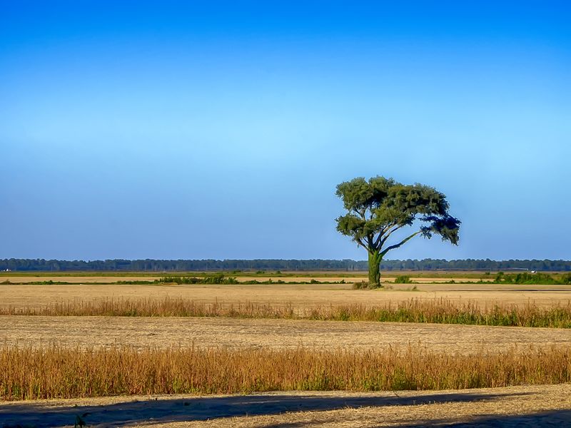Tree in the Delta | Smithsonian Photo Contest | Smithsonian Magazine