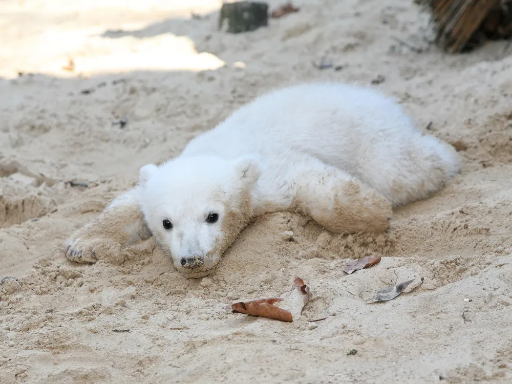 polar bear attack berlin
