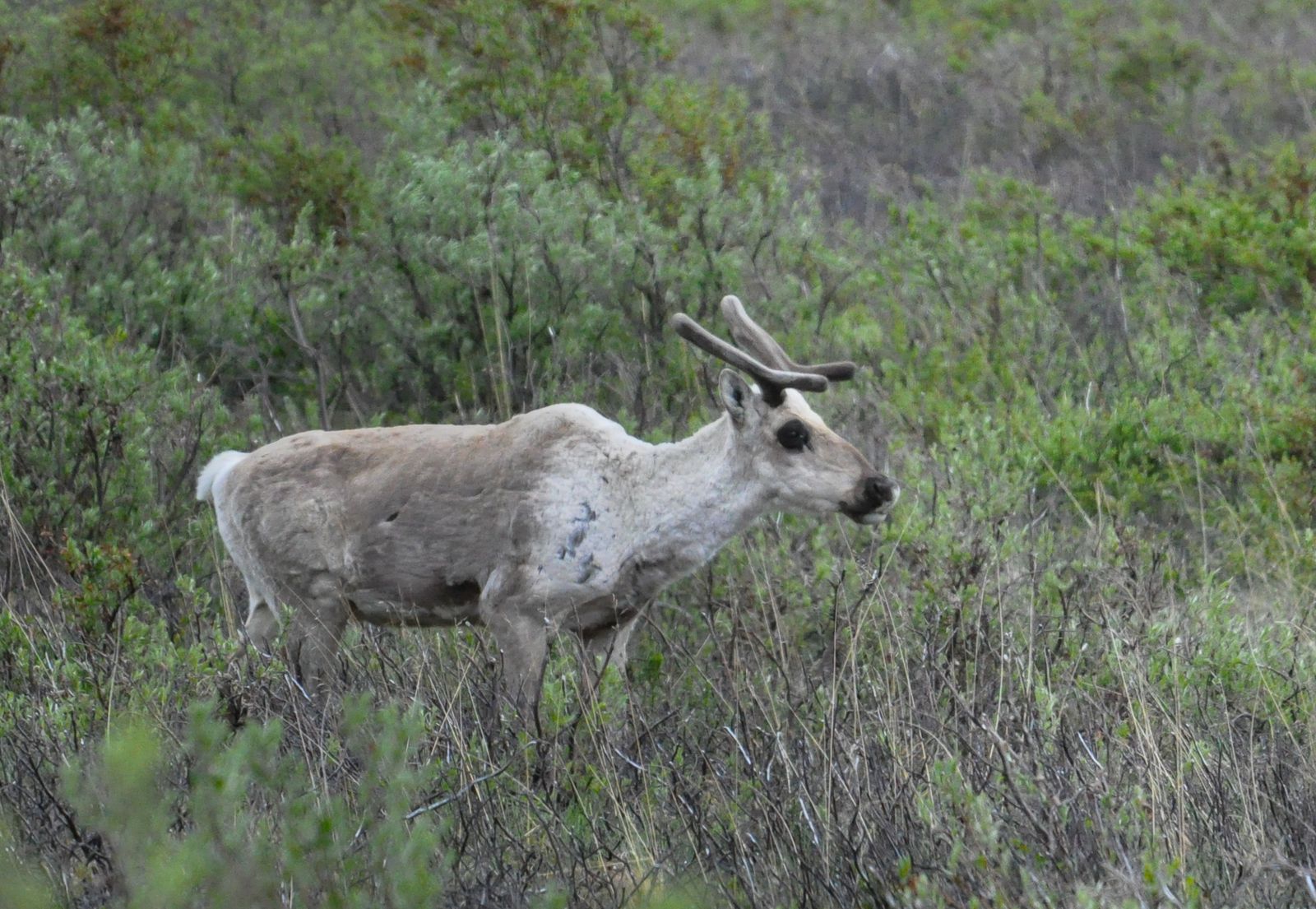 Caribou Are the Only Deer Species in Which Females Grow Antlers ...