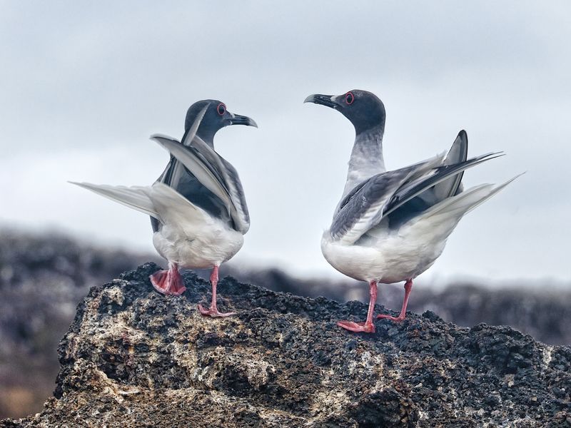 birds communicating | Smithsonian Photo Contest | Smithsonian Magazine