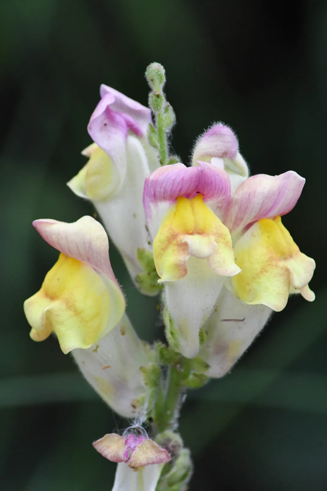 do snapdragons repeat flower