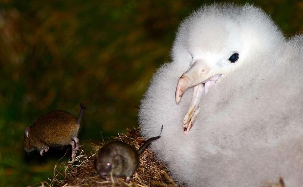 Invasive Mice Are Gnawing the Scalps of Endangered Albatrosses