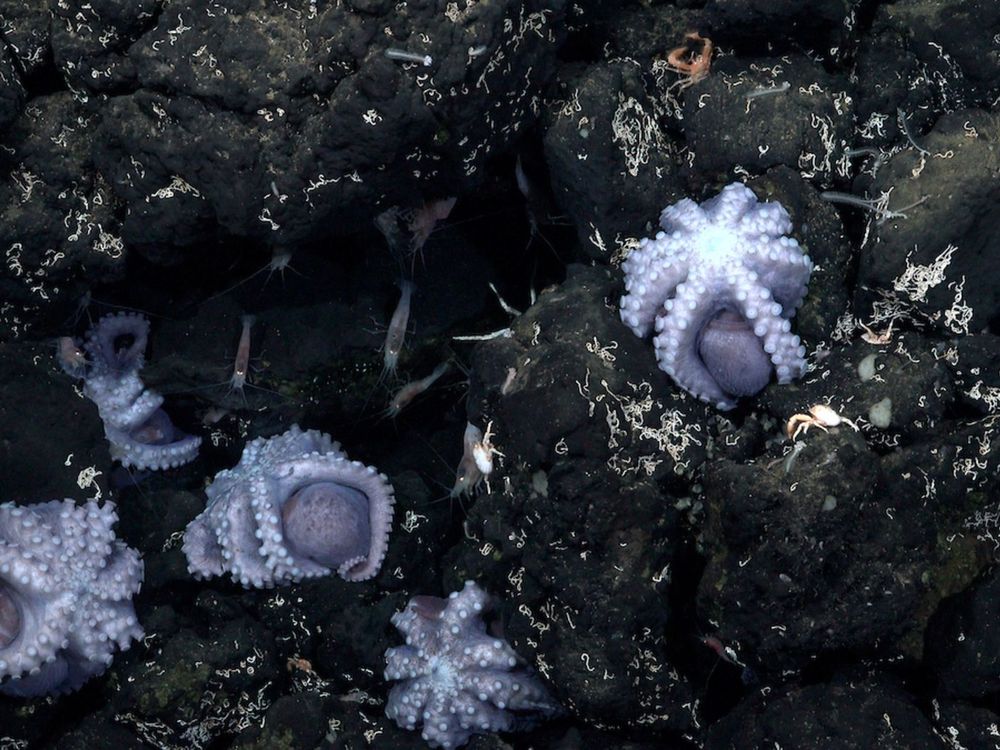 Scientists Find Rare Deep-Sea Octopus Nurseries