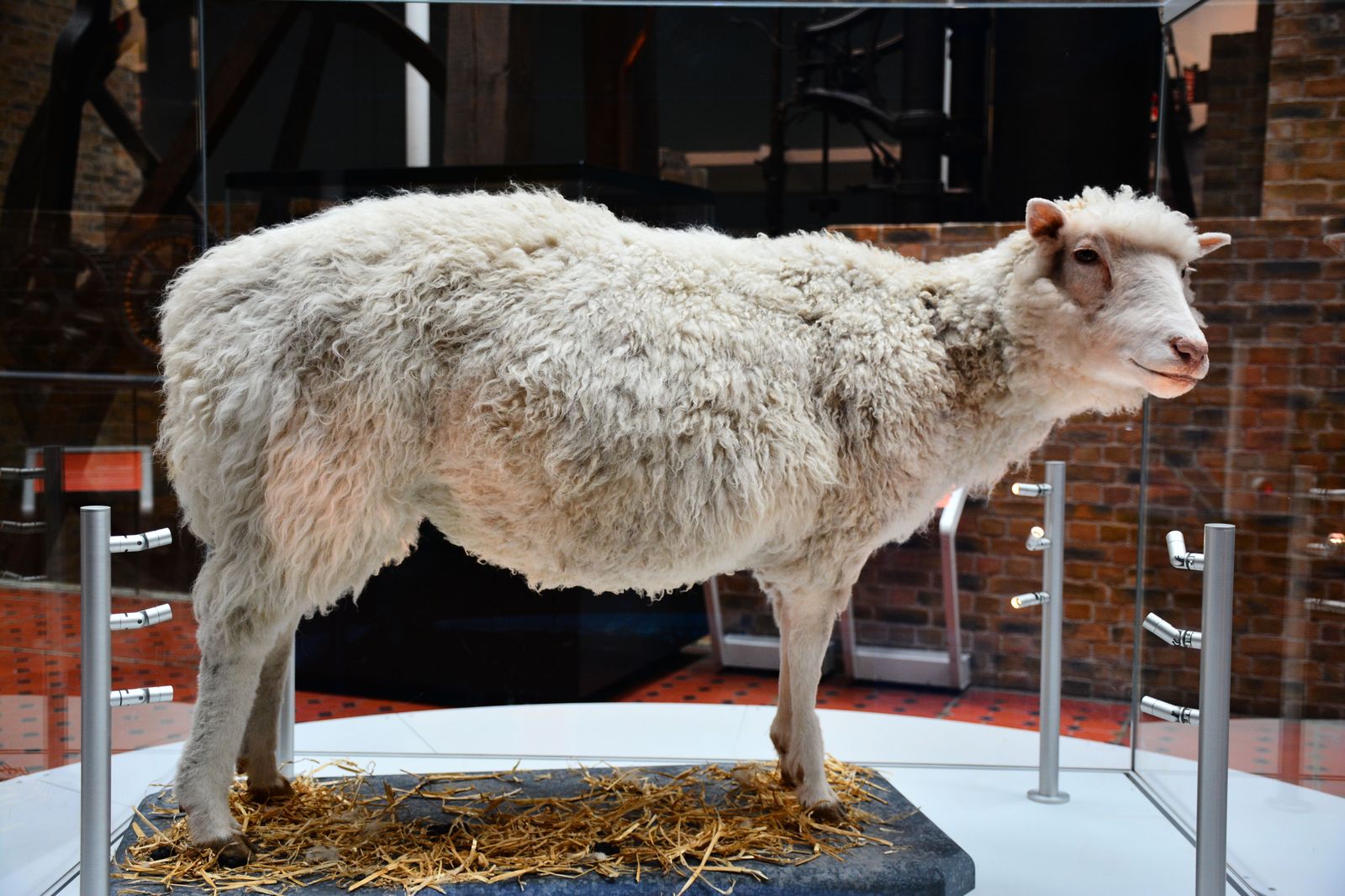 Why Scientists Kept the Birth of Dolly, the World's First Cloned Mammal ...