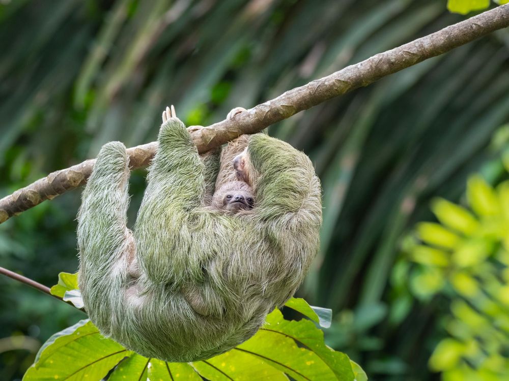 New Study Showcases Three-Toed Sloth's Unsung Adaptability