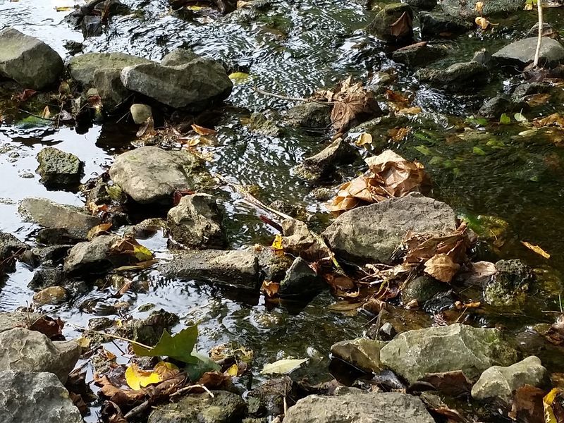 A Bubbling Brook in Iowa | Smithsonian Photo Contest | Smithsonian Magazine