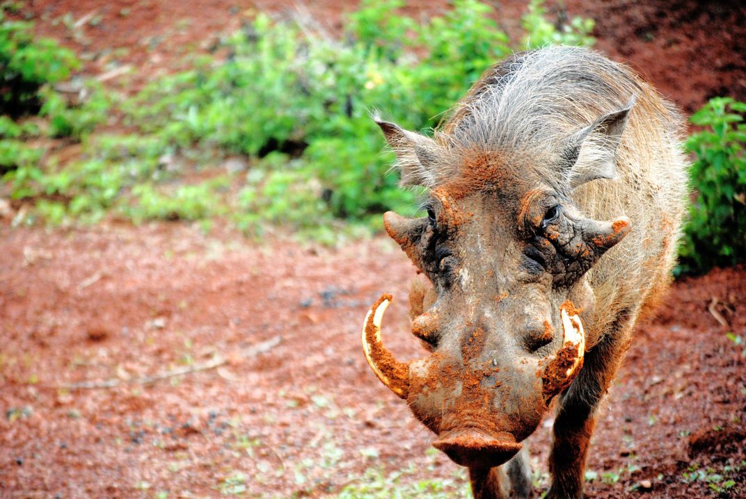 Lonely warthog enjoying a morning dig in the mud | Smithsonian Photo ...