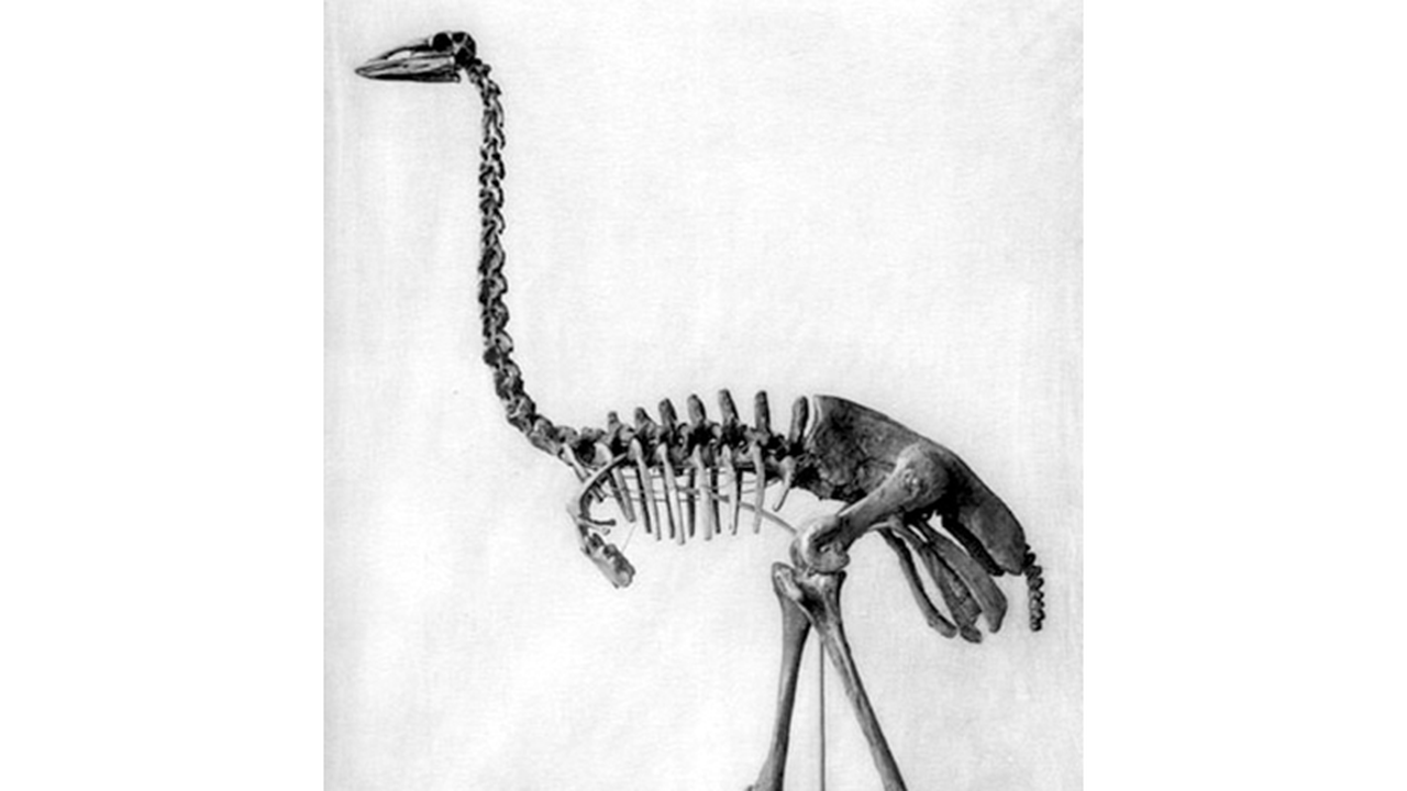 elephant bird skeleton