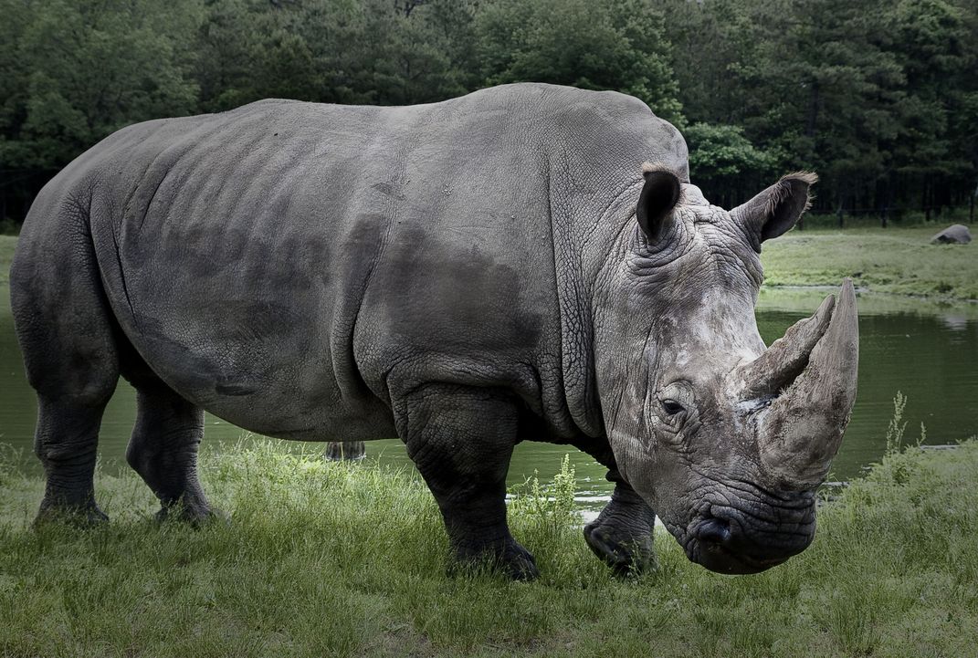 Profile of Rhinoceros at the Philly zoo | Smithsonian Photo Contest ...