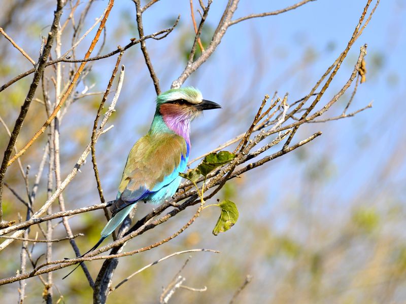 The National Bird of Botswana | Smithsonian Photo Contest | Smithsonian ...