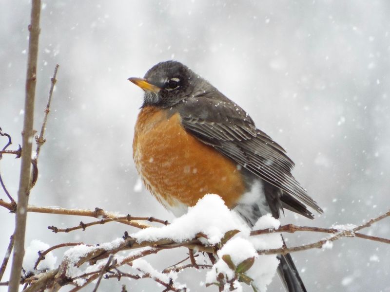Robin On The First Day Of Spring | Smithsonian Photo Contest ...