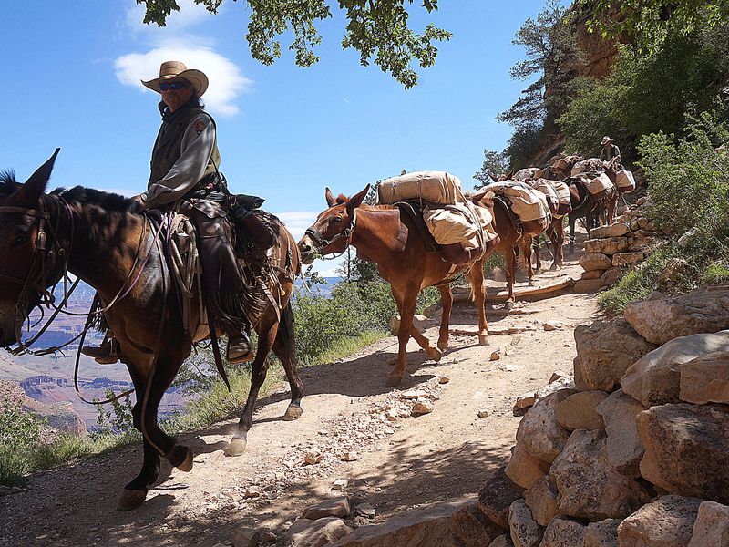 Heavy loaded horses | Smithsonian Photo Contest | Smithsonian Magazine