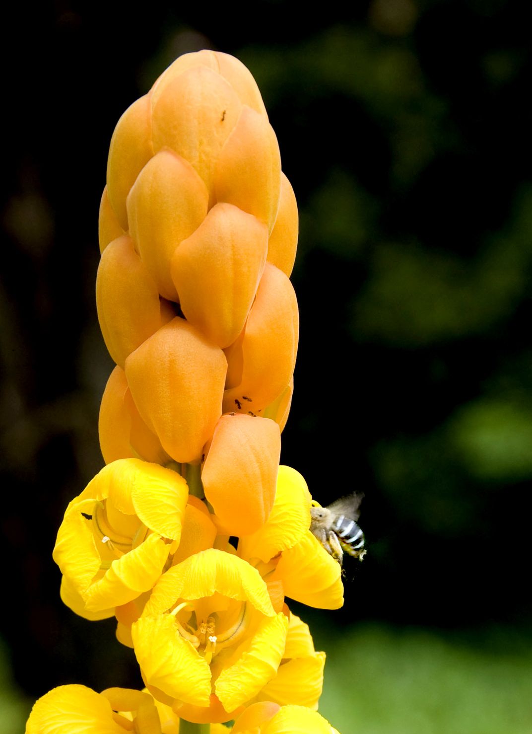 A bee treating herself to the sweet nectar of a beautiful yellow flower ...