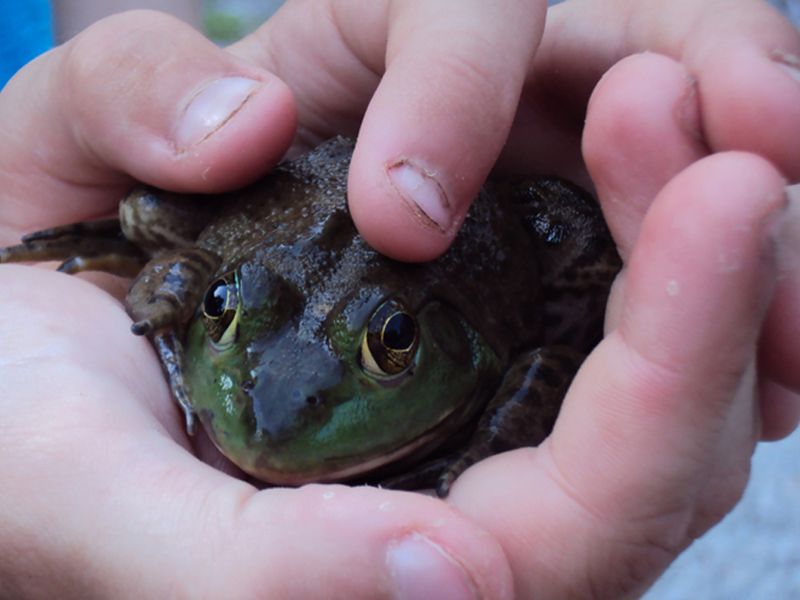 Boy catches Frog | Smithsonian Photo Contest | Smithsonian Magazine