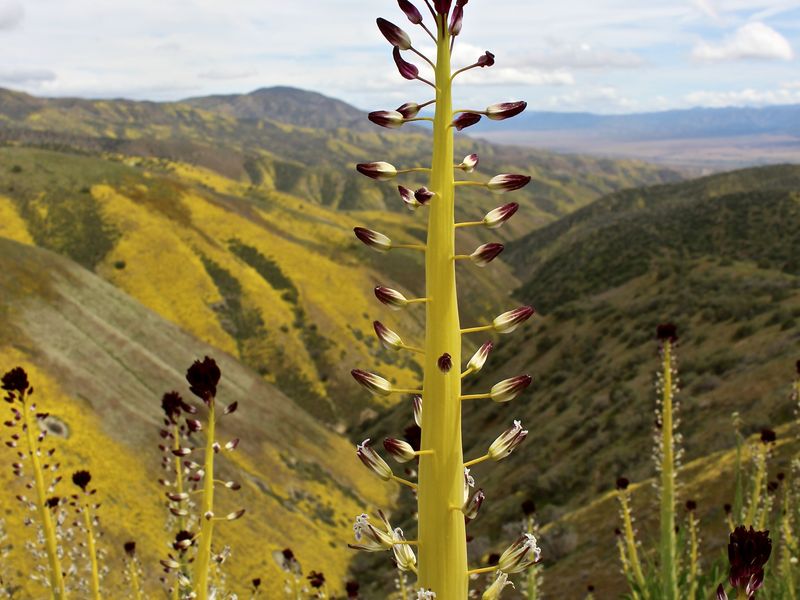 Caulanthus inflatus ("Desert Candle"; Brassicaceae) | Smithsonian Photo ...