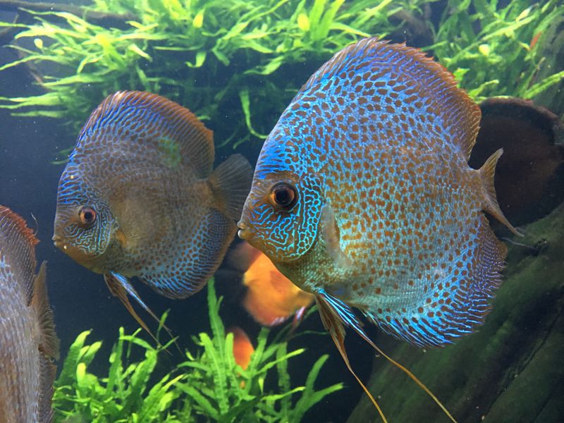 Blue Discus Fish | Smithsonian Photo Contest | Smithsonian Magazine