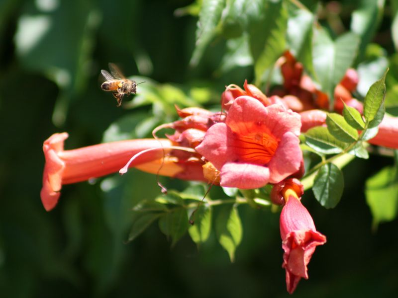 Honey bee sights trumpet vine flower. | Smithsonian Photo Contest ...