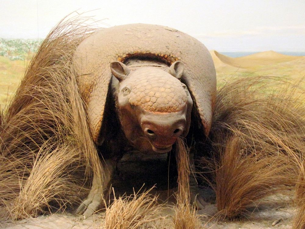 Giant Armadillo Giant Glyptodont Armadillos May Have Been Hunted By