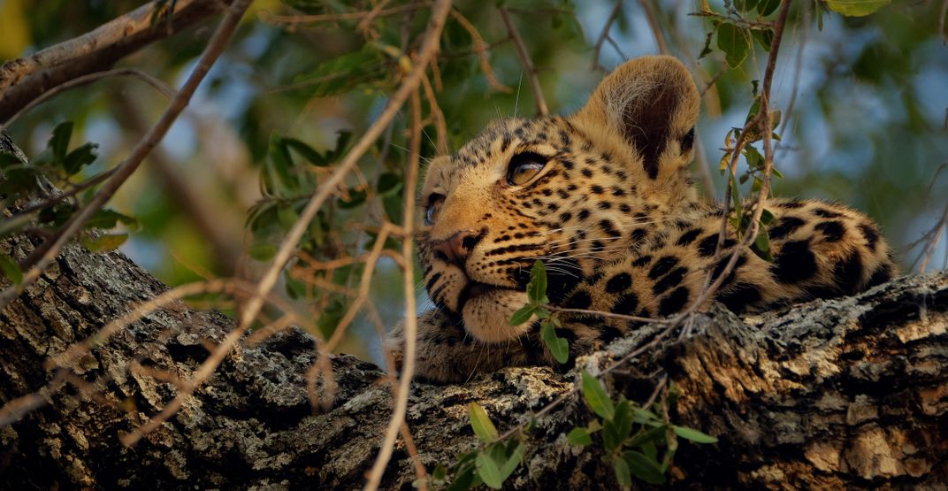 Baby Leopard up a Tree | Smithsonian Photo Contest | Smithsonian Magazine