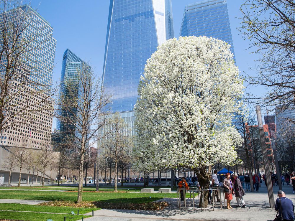 Saplings From the 9/11 Survivor Tree Are Headed to Paris, San ...