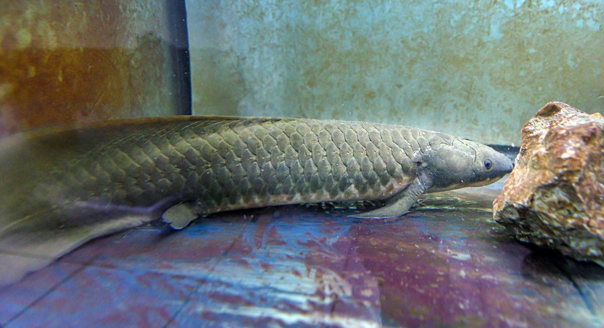 Queensland Lungfish Taxonomy Australian Lungfish (Neoceratodus