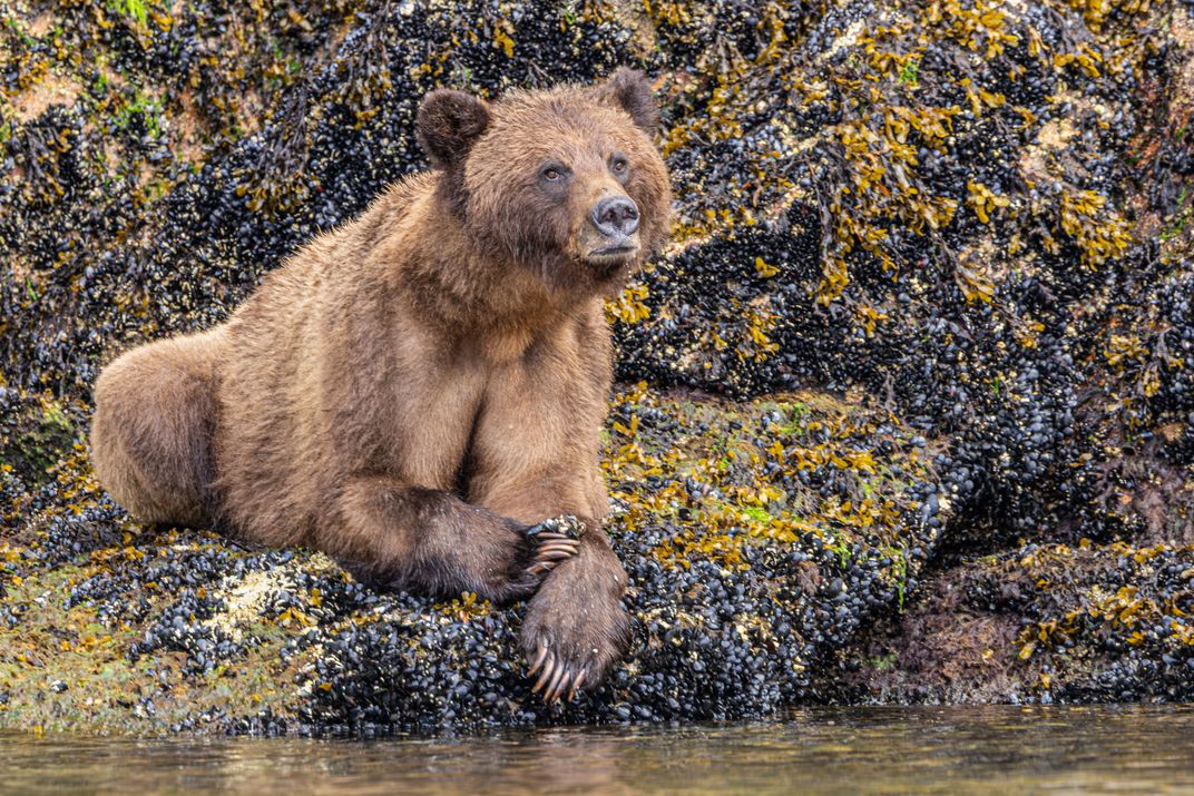 Grizlly bear poses in the Khutzeymateen | Smithsonian Photo Contest ...