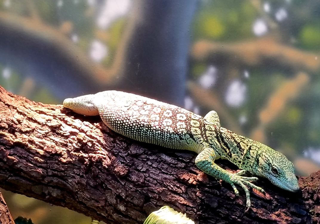 Green Tree Monitor | Smithsonian Photo Contest | Smithsonian Magazine