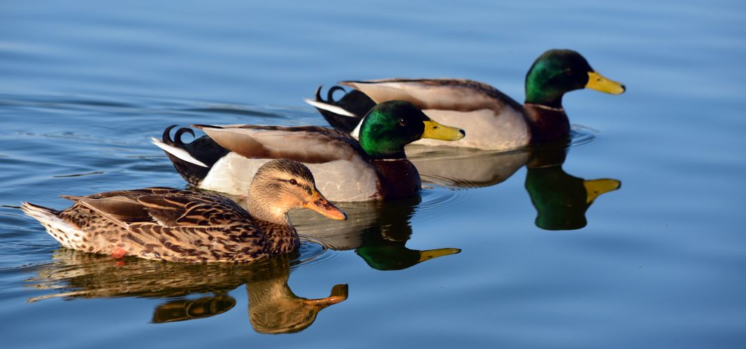 Trio Of Ducks | Smithsonian Photo Contest | Smithsonian Magazine